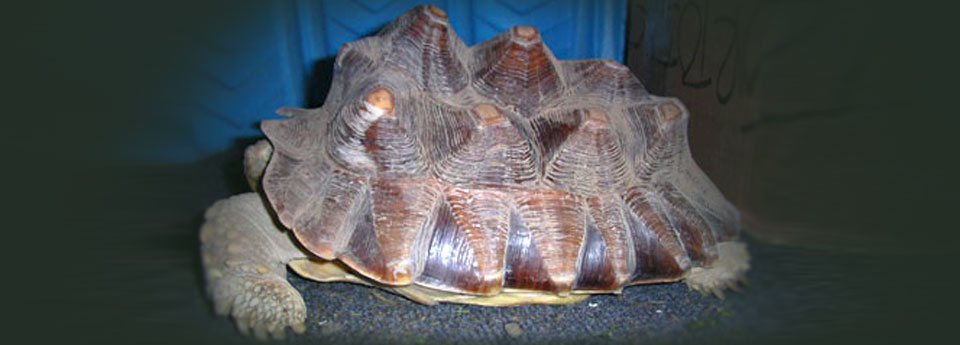 Home - Northwest Tortoise